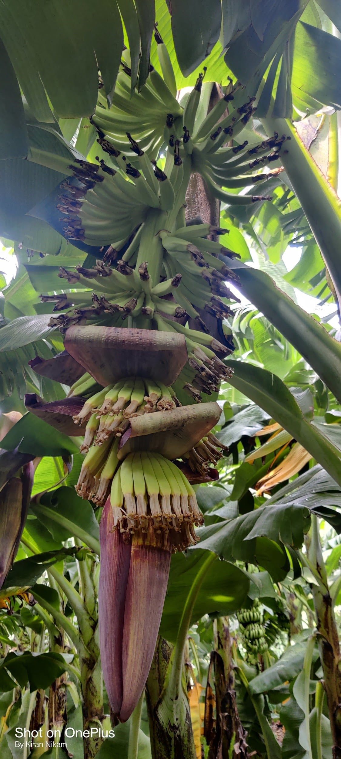 What do I do to ensure good inflorescence (flowering) in my banana crop ...